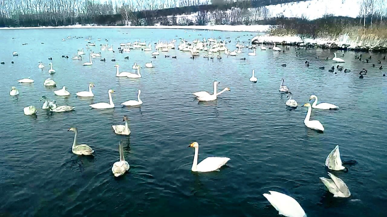 ЛЕБЕДИНОЕ ОЗЕРО 2018