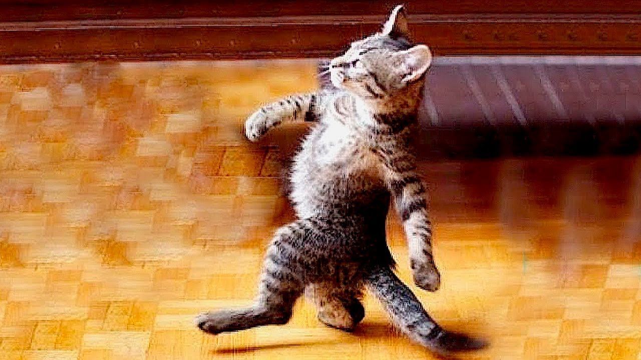 Приколы с котами! Самые смешные животные С ОЗВУЧКОЙ! Я РЖАЛ И ЛОПНУЛ! (1)