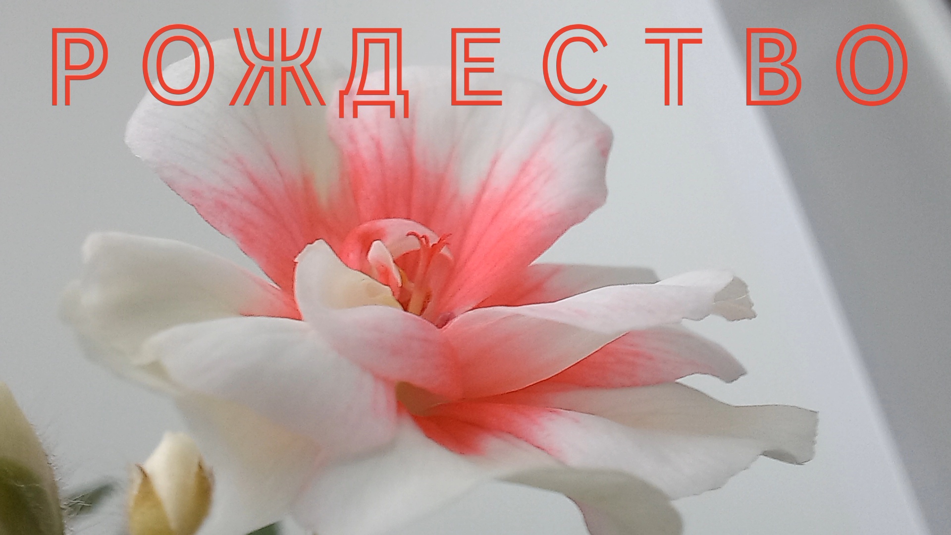 Пеларгония оранжевая, коралловая расцвела на Рождество сияла, как рождественская звезда.