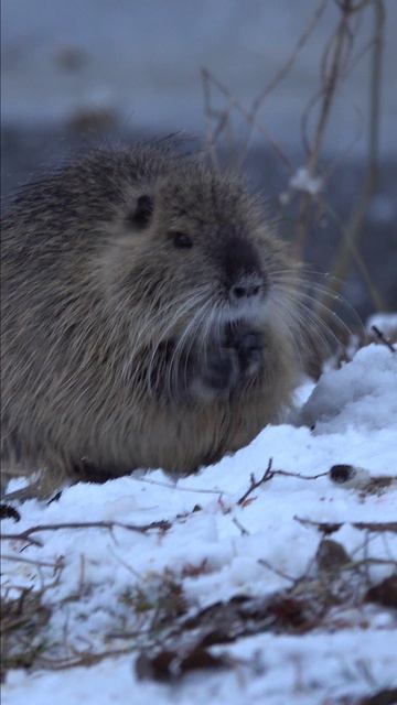 Молодая нутрия ест «как следует» — почти как человек