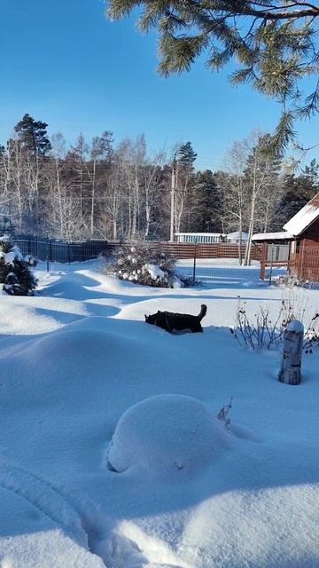 Дача, солнце, снег и Ласка