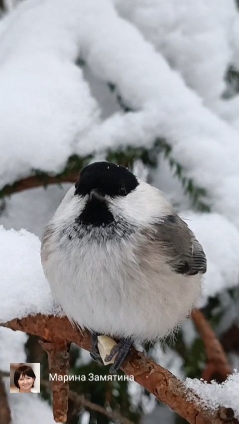 Буроголовая гаичка.