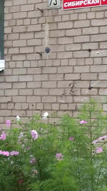 №718 Двор Сибирская 73. 24 сентября 2025 г., 13:49:43 VID_20250924_134921867