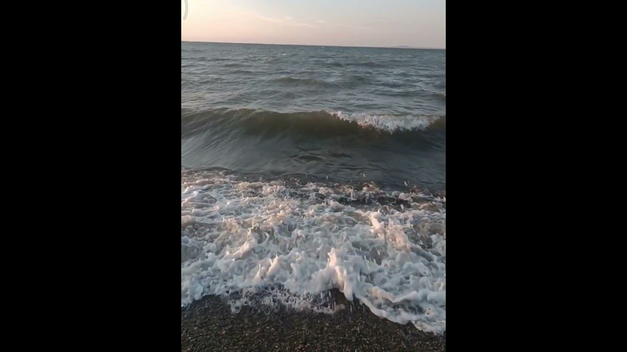 Музыка волна   #вмиреживотных