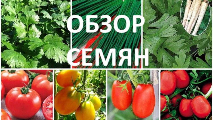 Обзор семян томатов и сельдерея, сроки посева.