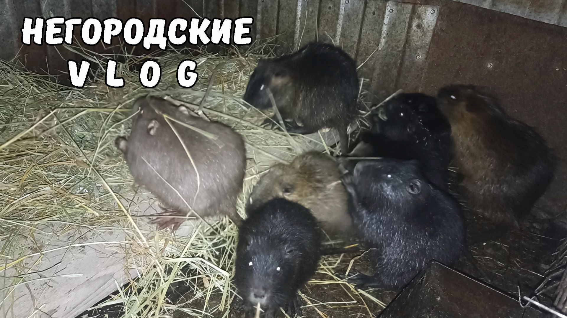 Идут холода, сбиваю НУТРИЯМ щиты. 24.12.25