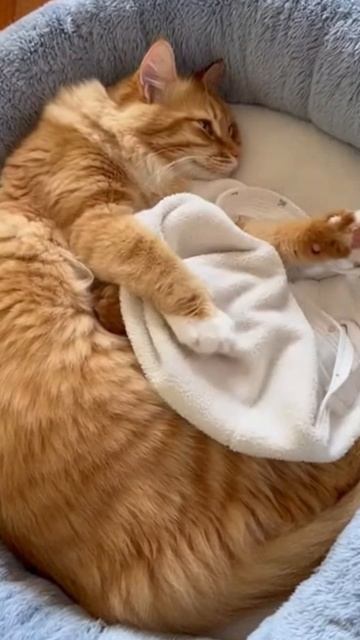 #shorts котики