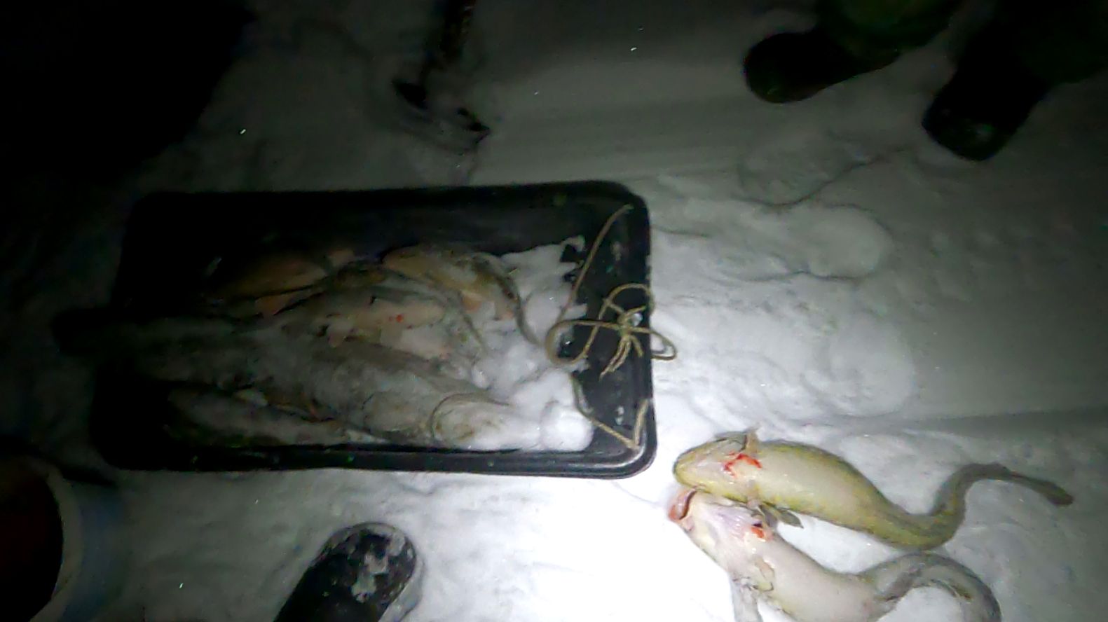 Зимняя рыбалка на Печоре № 12 \ Не ожидал такого улова