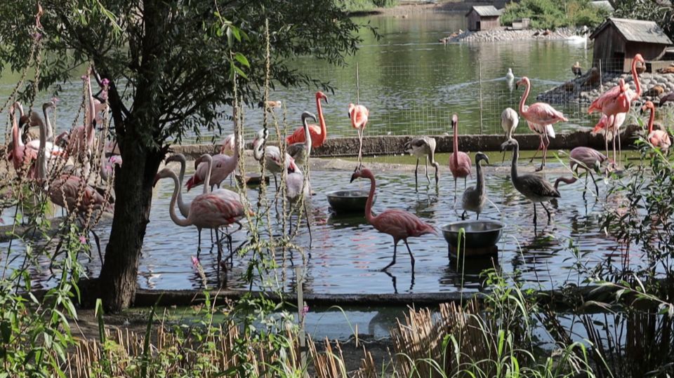 Фламинго в московском зоопарке