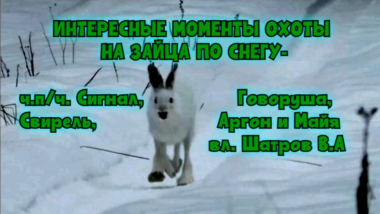 ИНТЕРЕСНЫЕ МОМЕНТЫ ОХОТЫ НА ЗАЙЦА ПО СНЕГУ- Сигнал, Говоруша, Свирель, Аргон и Майя вл. Шатров В.А.