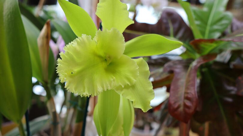 Blc Ports of Paradise “Emerald Isle”