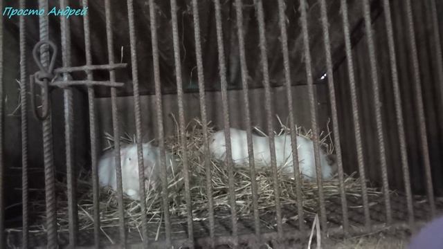 Беременность КАК определить у нутрий