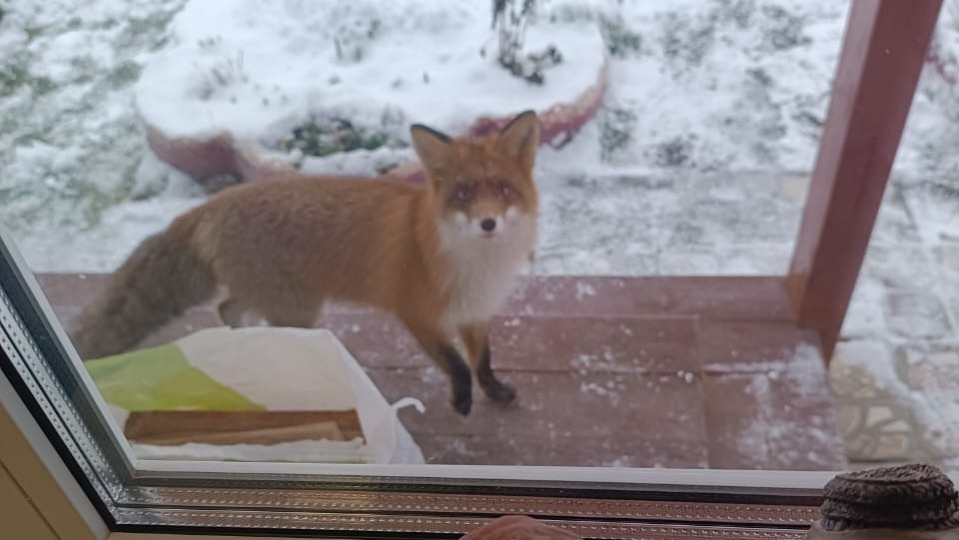 Рыжая лесная гостья пришла в гости средь бела дня