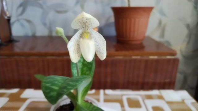 Здравствуйте, я Paphiopedilum Concolor 💞