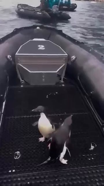 "Зайцы" в лодке