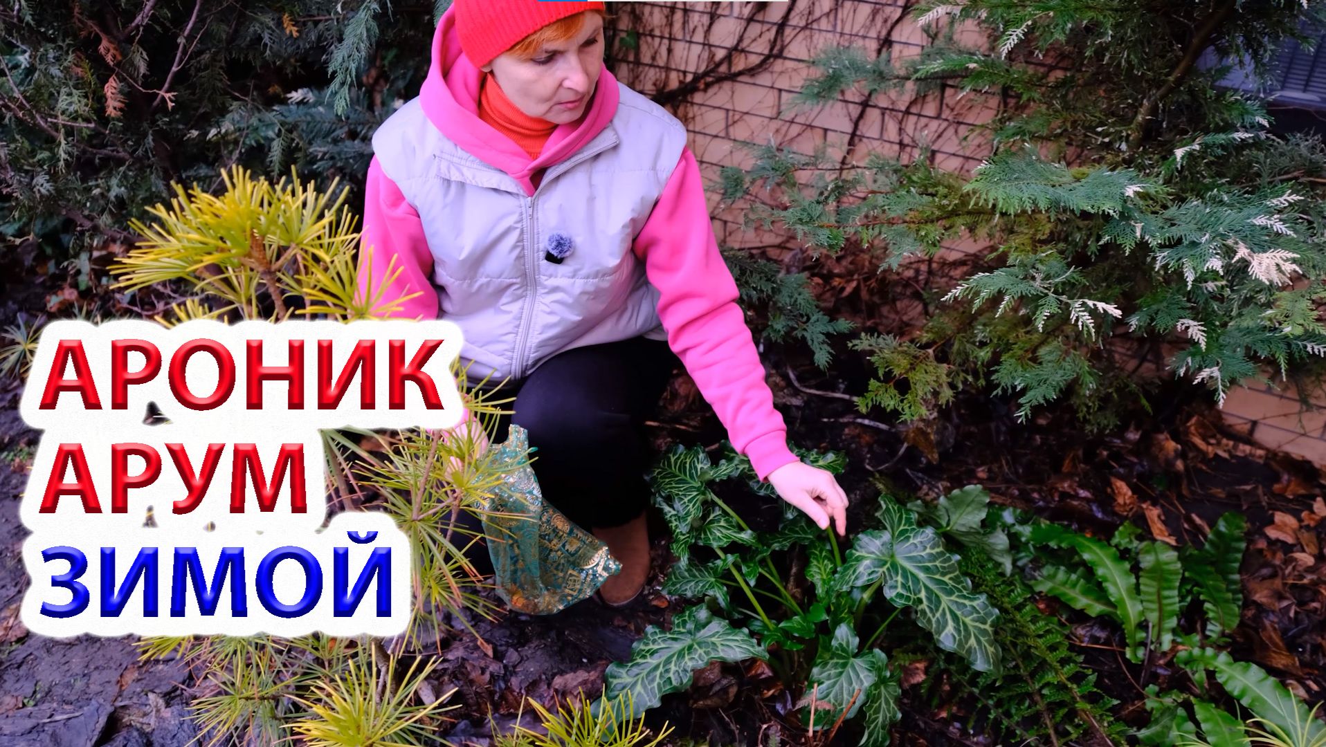 Ароник Арум уникальное ароидное растение для зимы