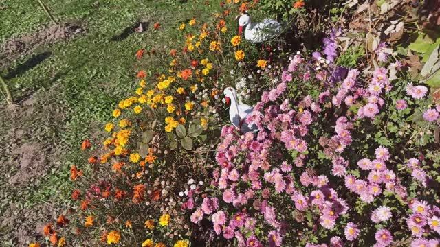 ПОСЛЕ ЖАРЫ резко вдарили МОРОЗИКИ. РАСТЕНИЯ подмёрзли. 26.09.2025