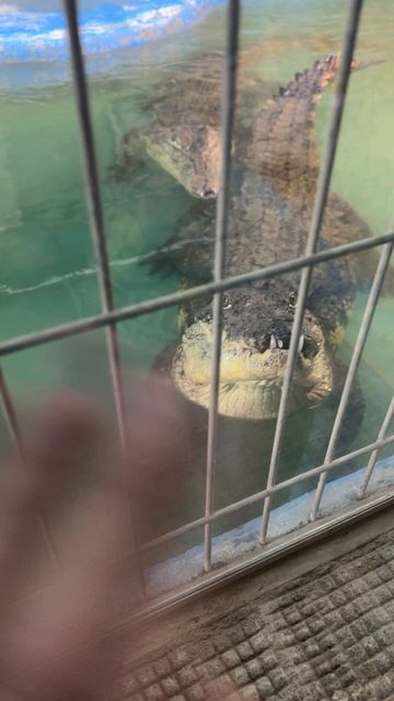 Это вам не Гена!