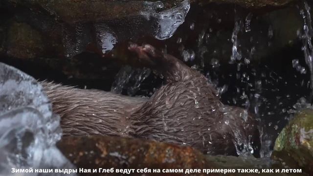 🦦 Выдра Ная и выдра Глеб!