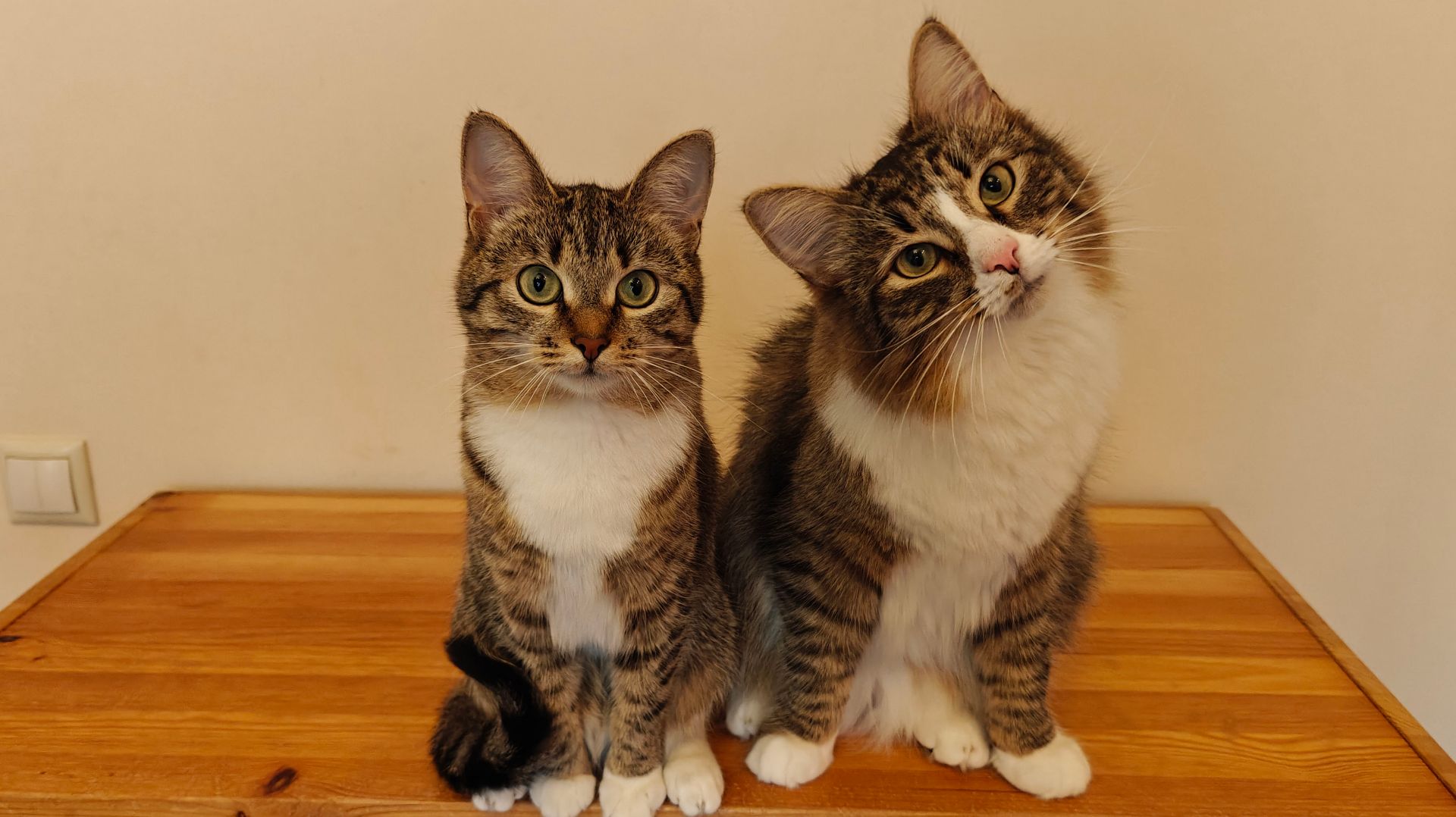 Наши котята (6 серия)