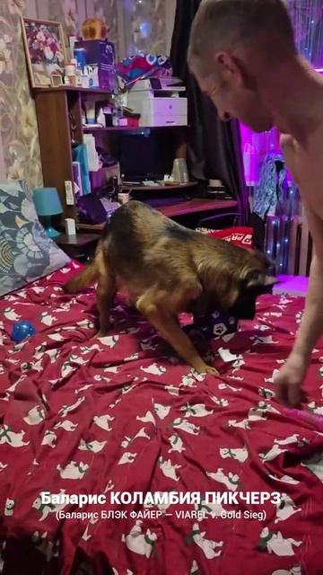 Баларис КОЛАМБИЯ ПИКЧЕРЗ празднует Новый год 2026