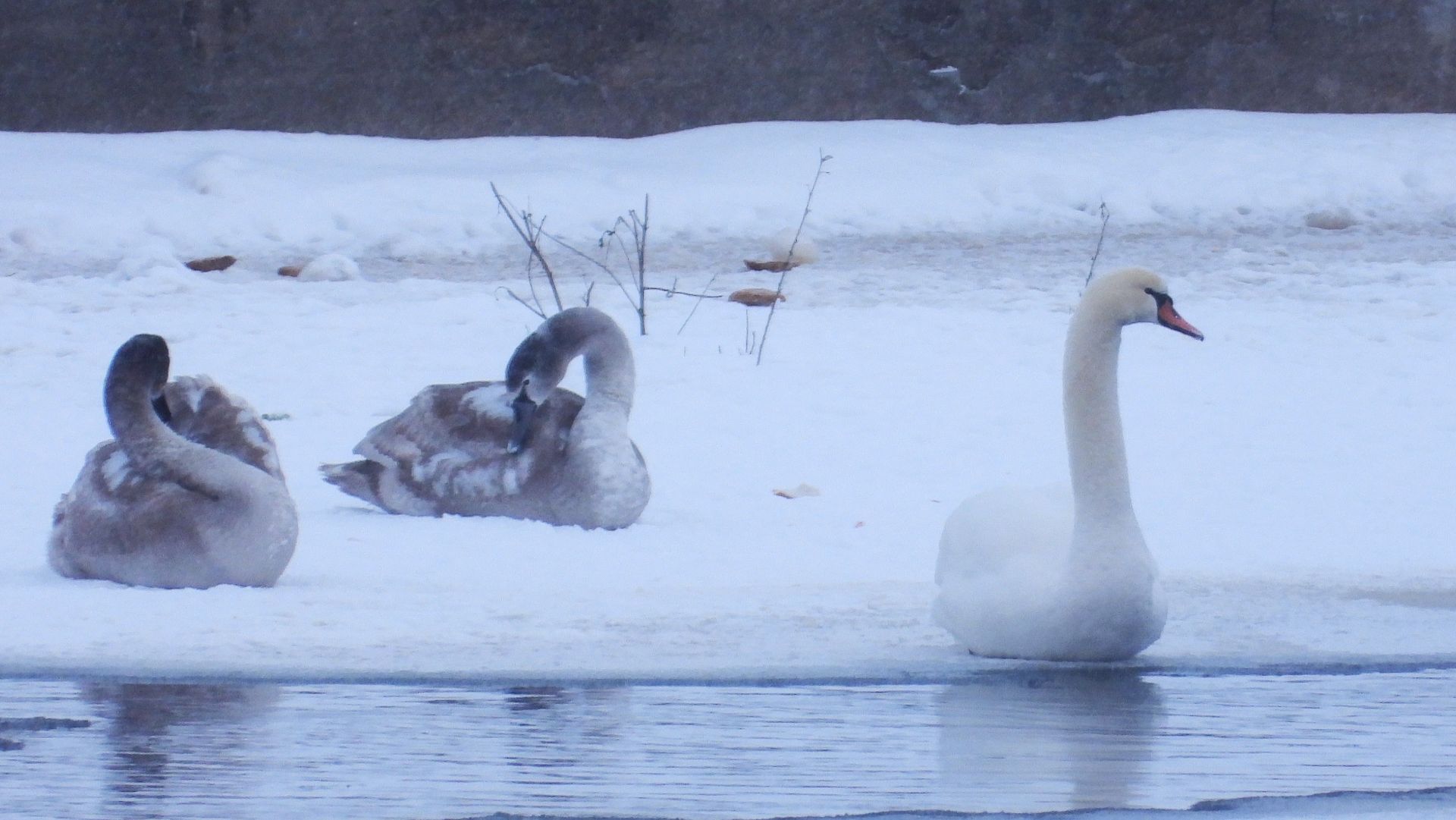 Лебеди в Великом Новгороде на зимовке, наблюдение птиц из Красной Книги, 5 января 2026