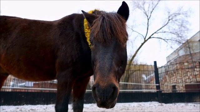 🎄🎁 Новогодние подарочки для пони!