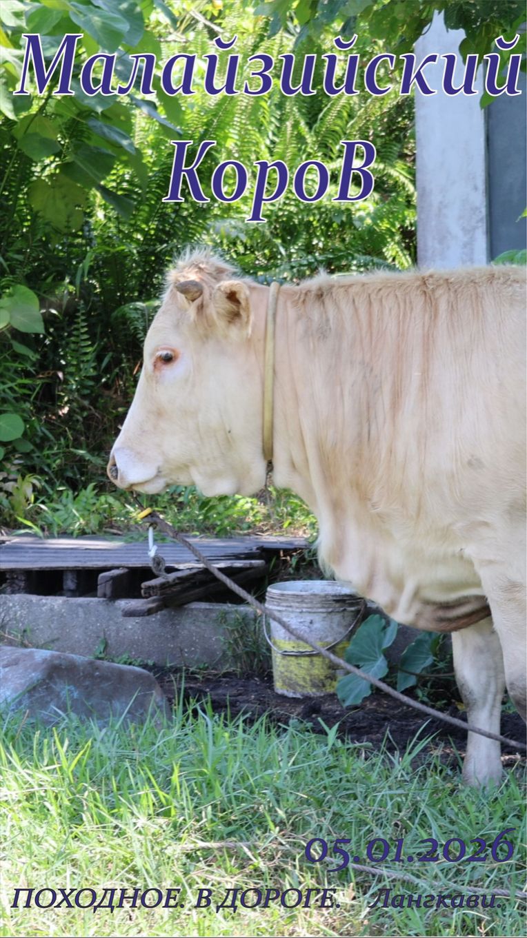 Малайзия. Остров Лангкави. Бычок пасётся