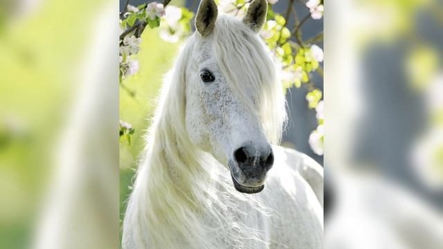 Фотки лошедей которые я нашла в интернете ♥️♥️♥️