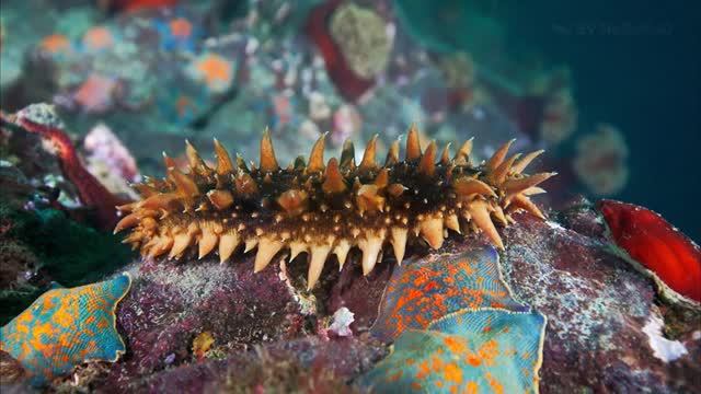 Почему полезно мясо Дальневосточного трепанга (Japanese sea cucumber) — Apostichopus japonicus ?