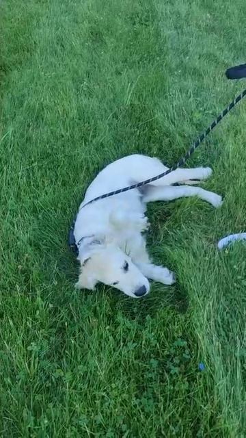 Ахиллес в траве купается