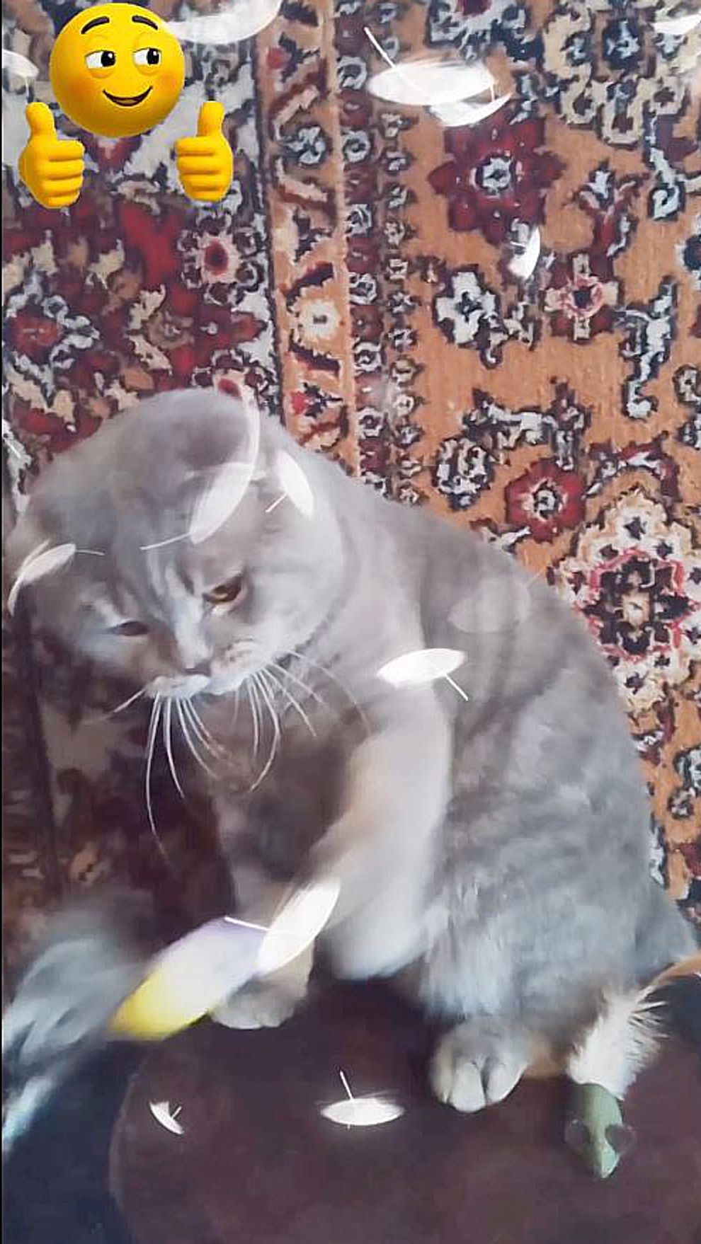 Спарринг с птичкой