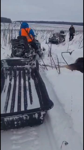 Убито три лося, включая две самки! Браконьеры вели охоту со снегоходов. Убивали все, что с леса выбе