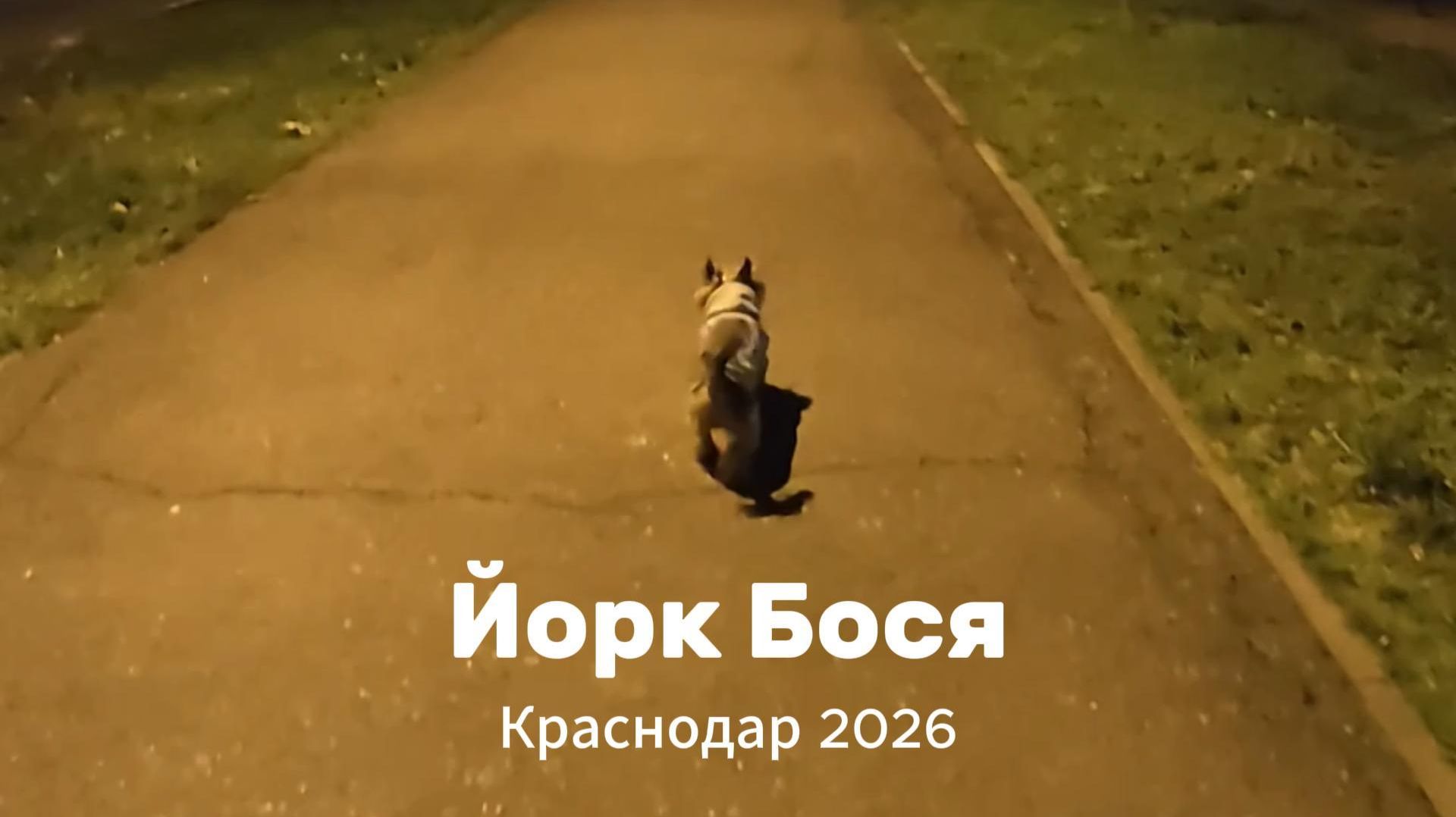 Кто такие Йорки? Размышления:)