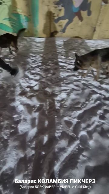 Баларис КОЛАМБИЯ ПИКЧЕРЗ, снег нового, 2026 года