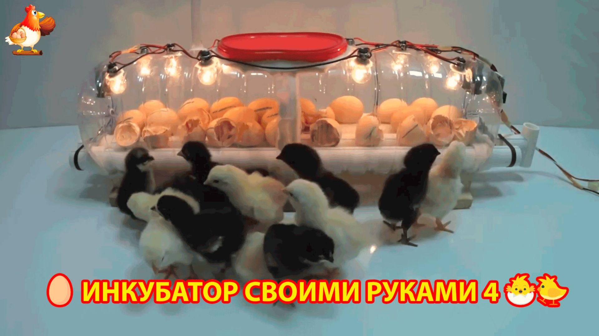 Инкубатор для птиц