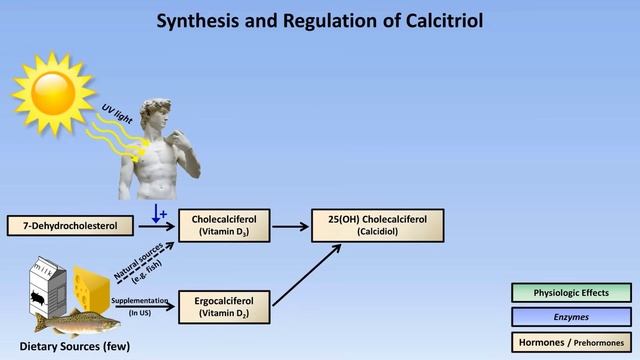 1_Calcium and Phosphate Metabolism Eric Strong