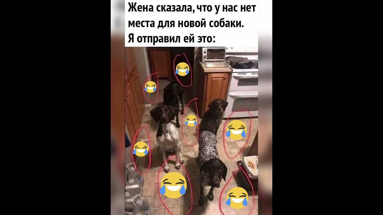 Юмор