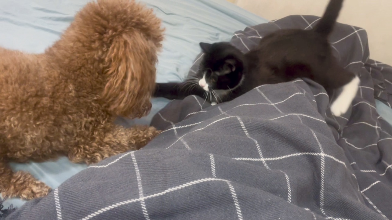 Кот и пёс | традиционные вечерние игры