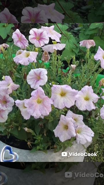 моя дача 🥒