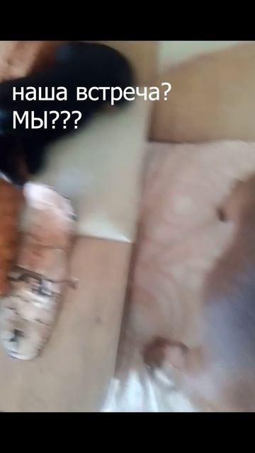 мы? #dogs #shorts #собаки