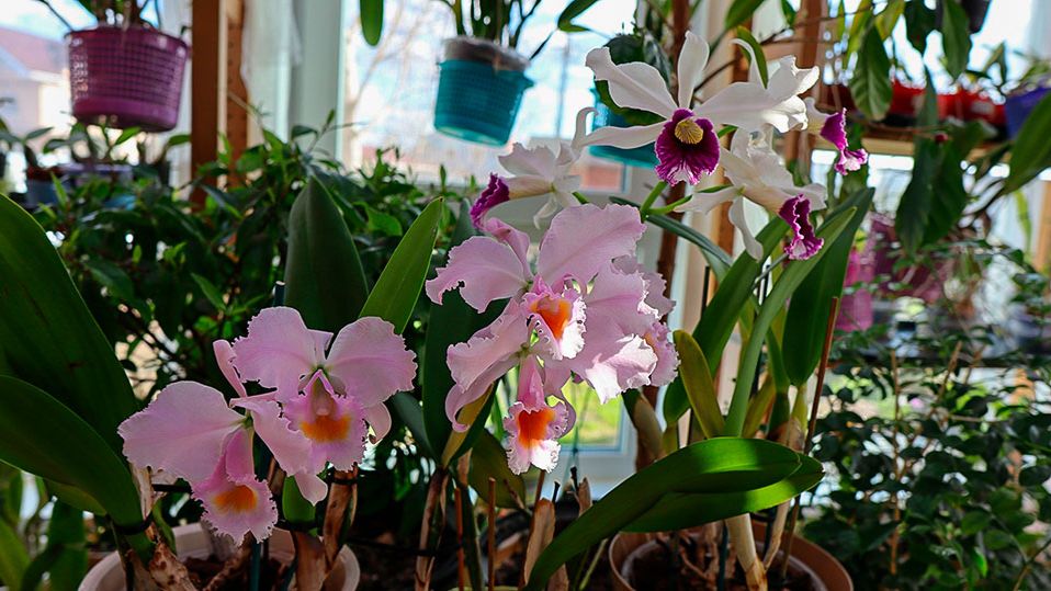 Весенние каттлеи Cattleya schroederae и Laelia purpurata