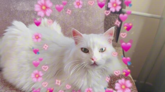 Милый пушистик! Это кошка Мила! С любовью о животных! #мирувлечений