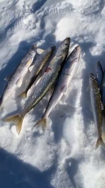 Блесна Гусеница от Mr.Musurok в деле 🎣