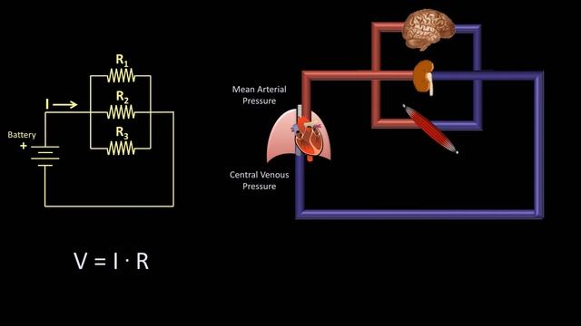 Ohm's Law and Hemodynamics (Fluid Mech- 9) Eric Strong