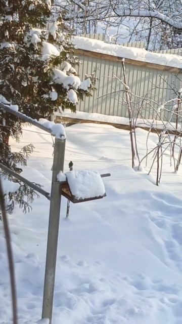 Птички довольны...