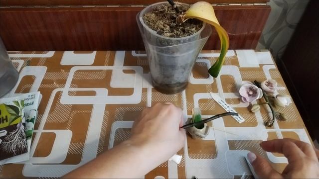 Орхидея Русалка, остался только цветонос 😔