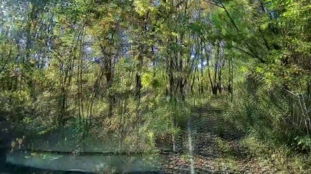 wALKiN fORREST-2