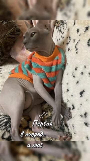 Особая порода крымская диванная🐾