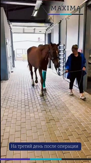 MAXIMA VET: Причиной хромоты у кобылы был септический артрит! ВИДЕО успешной операции и излечения.